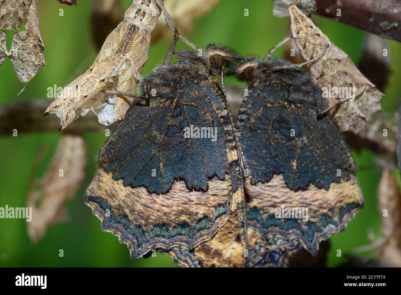 Butterfly maiden hi-res stock photography and images - Alamy