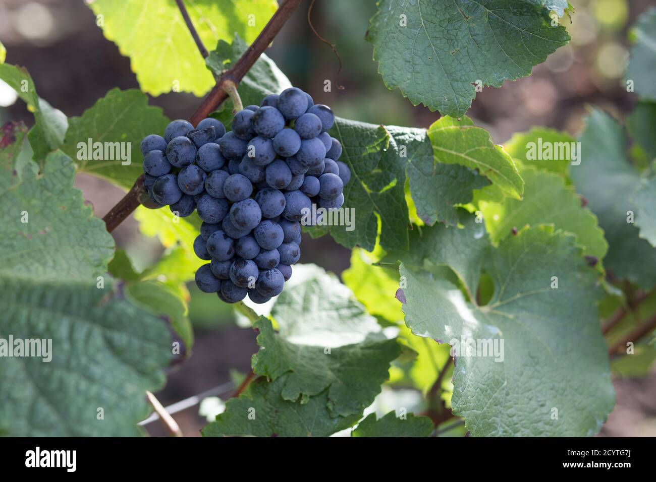 Red grapes before harvest hi-res stock photography and images - Alamy