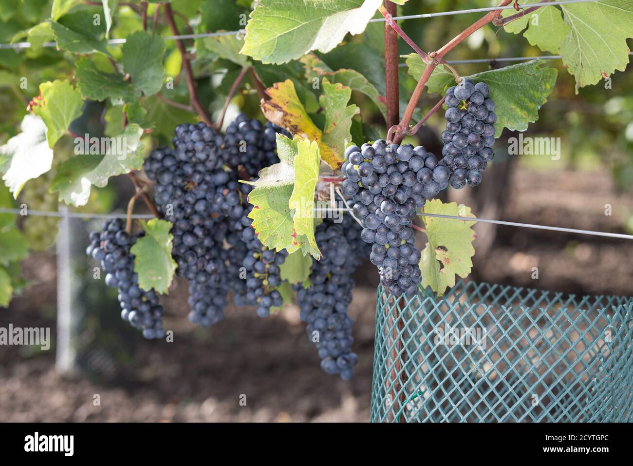 Red grapes before harvest hi-res stock photography and images - Alamy