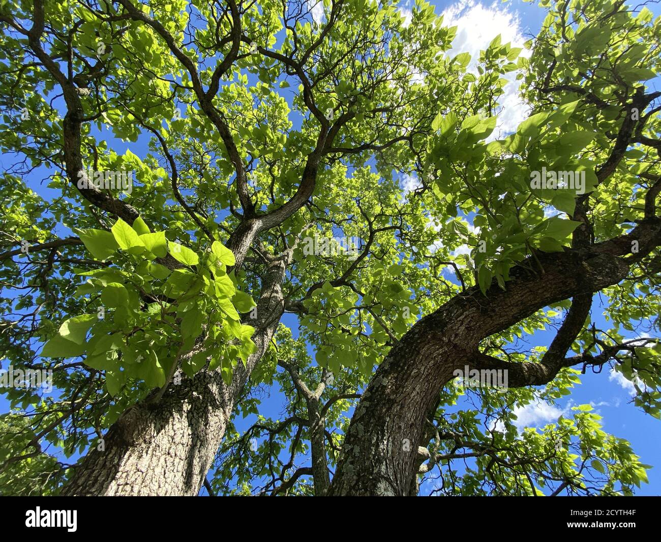 Low angle shot of the branches of a walnut tree covered by the sunlight ...