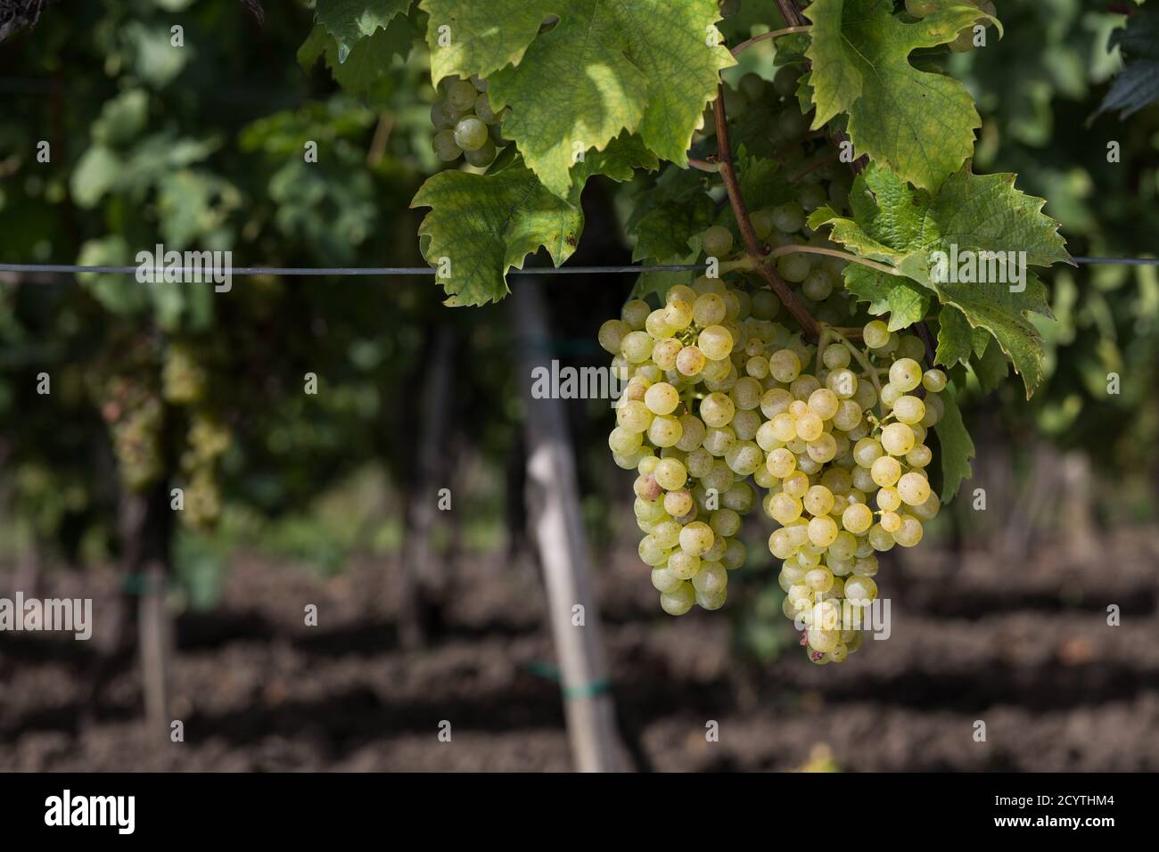 detail of wine grapes on cordon at wine yard before harvest Stock Photo ...