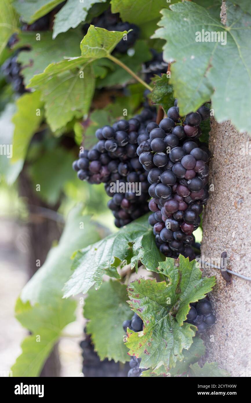 detail of wine grapes on cordon at wine yard before harvest Stock Photo ...