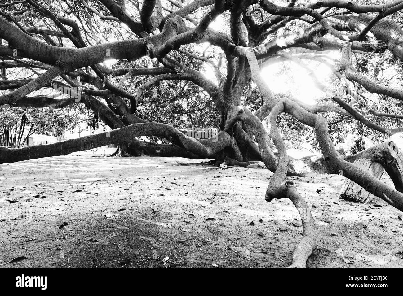 Nature in its astonishing beauty Stock Photo - Alamy