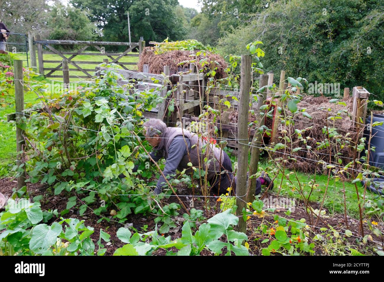 Prune autumn raspberry canes hi-res stock photography and images - Alamy