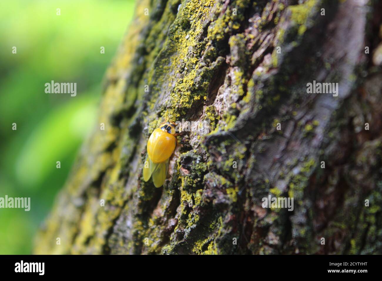 Small ladybug hi-res stock photography and images - Alamy