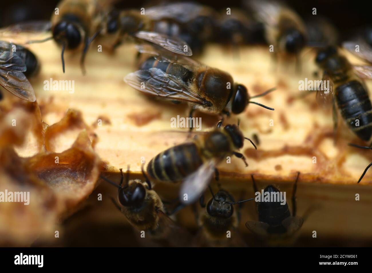 Beekeeping methods hi-res stock photography and images - Alamy