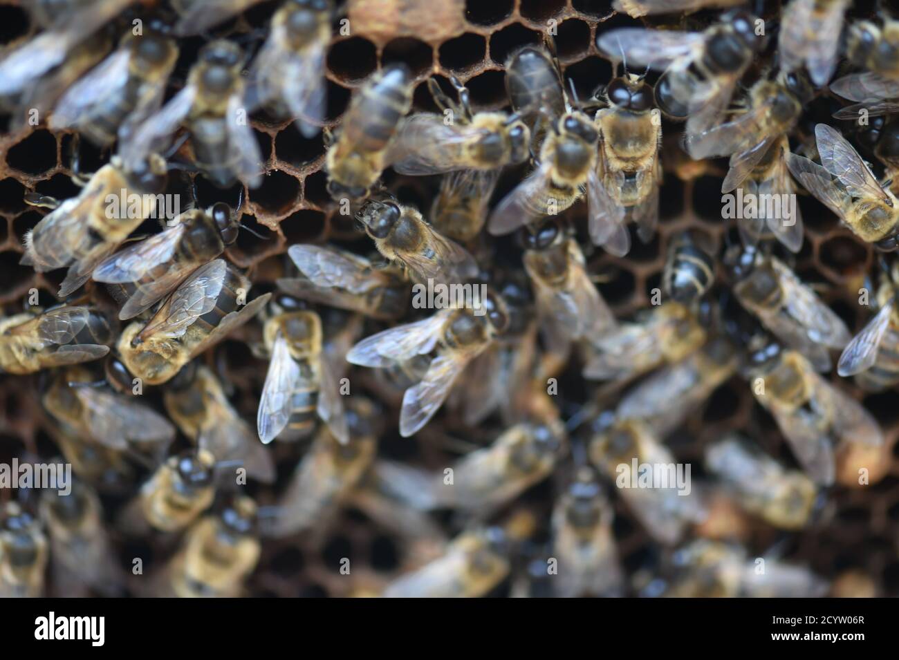 Beekeeping methods hi-res stock photography and images - Alamy