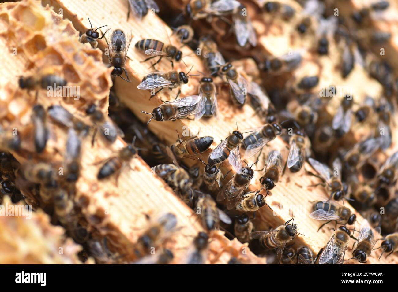 Beekeeping methods hi-res stock photography and images - Alamy