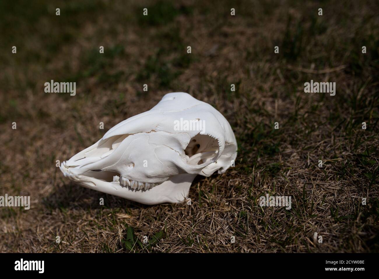 Sheep skull on lawn Stock Photo - Alamy