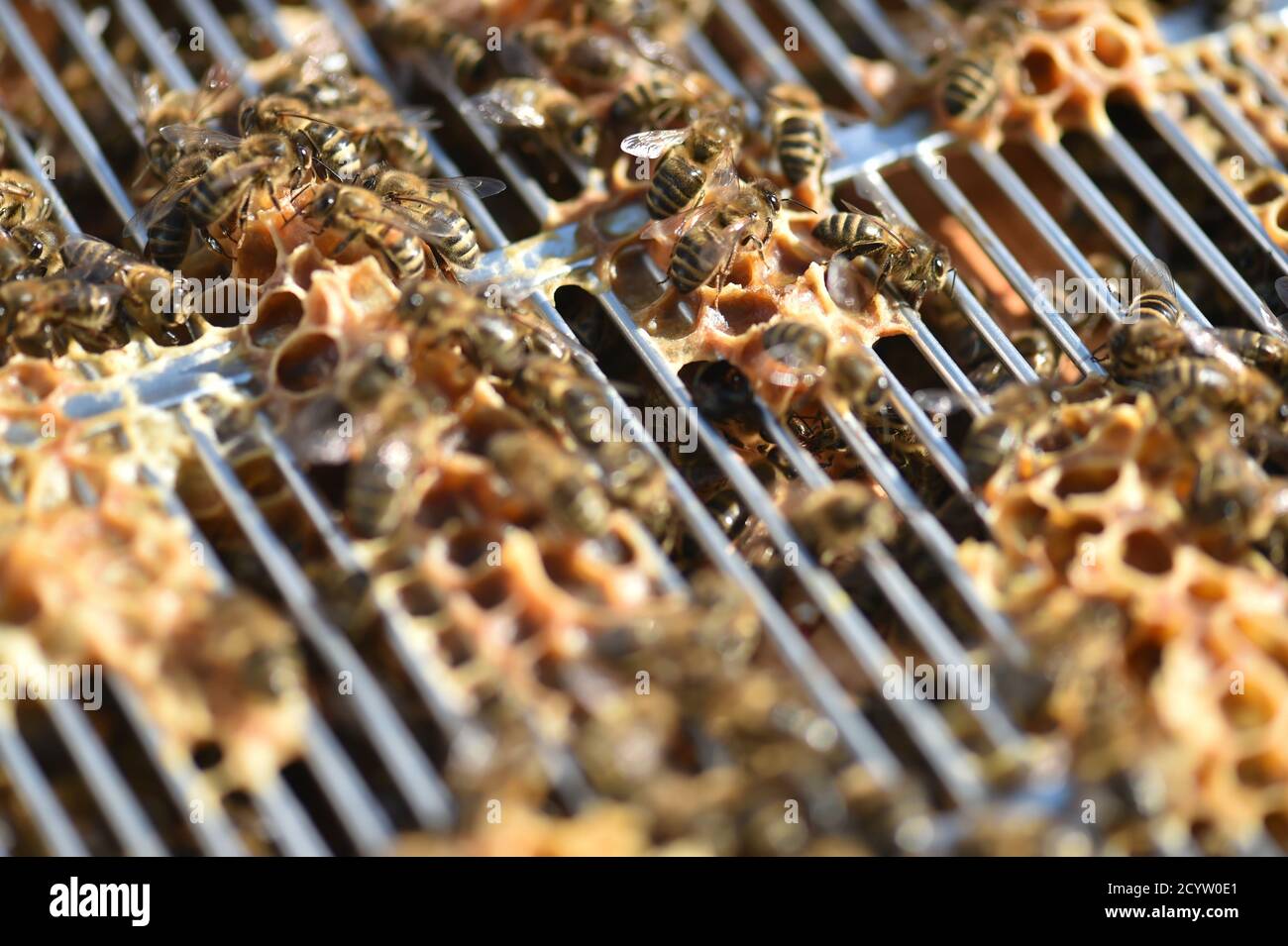 Environmental benefits of bees hi-res stock photography and images - Alamy