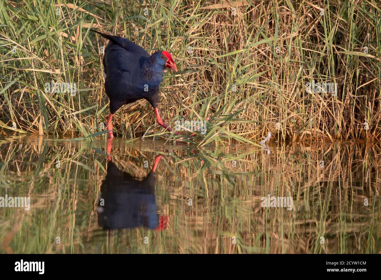 Swamphen sardinia hi-res stock photography and images - Alamy