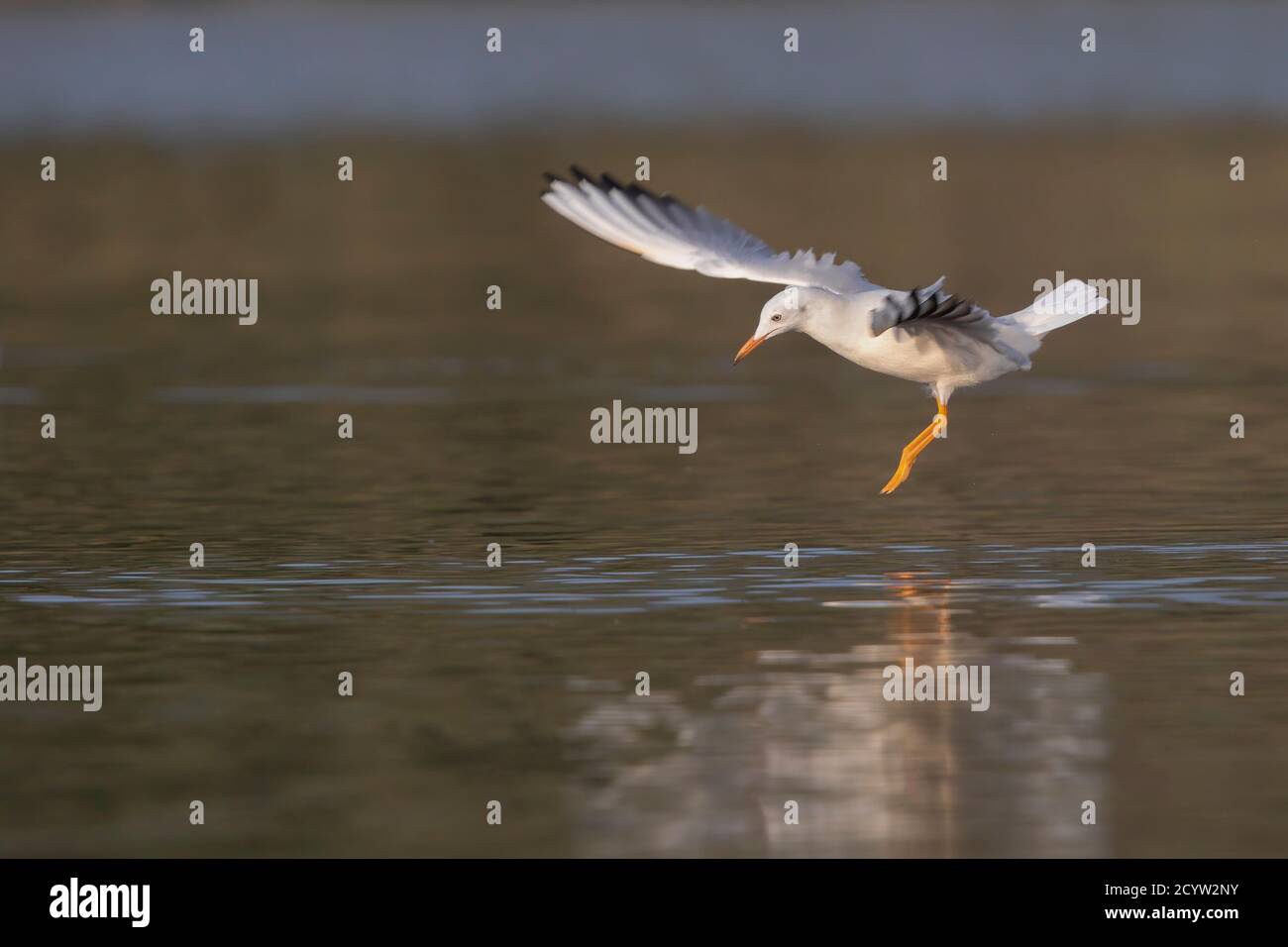 Birds slender hi-res stock photography and images - Alamy