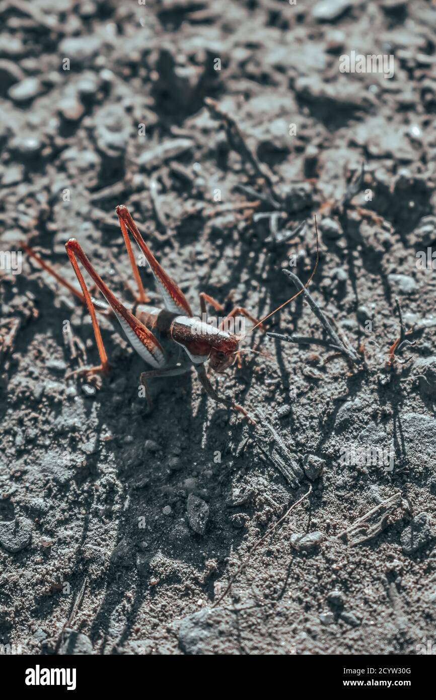 Selective focus shot of a grasshopper on stony ground Stock Photo - Alamy