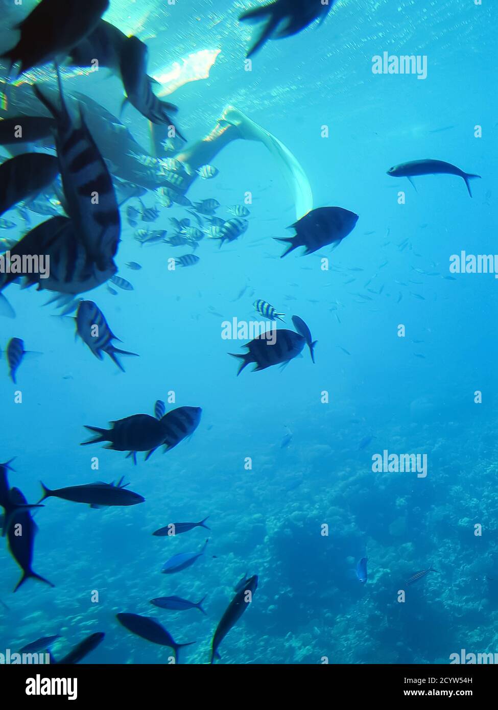 Hand underwater hi-res stock photography and images - Alamy