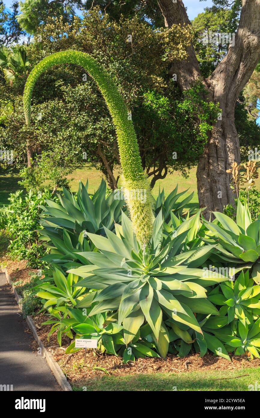 A huge drooping flower stem on an Agave attenuata (aka foxtail, swan's ...