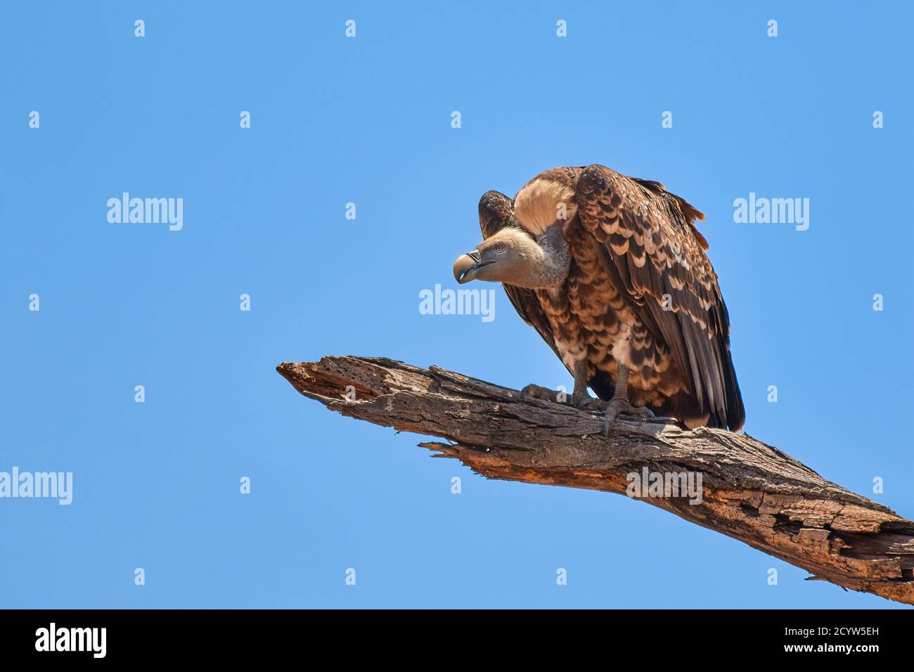 A condor stands on a tree branch inside the Serengeti National Park ...