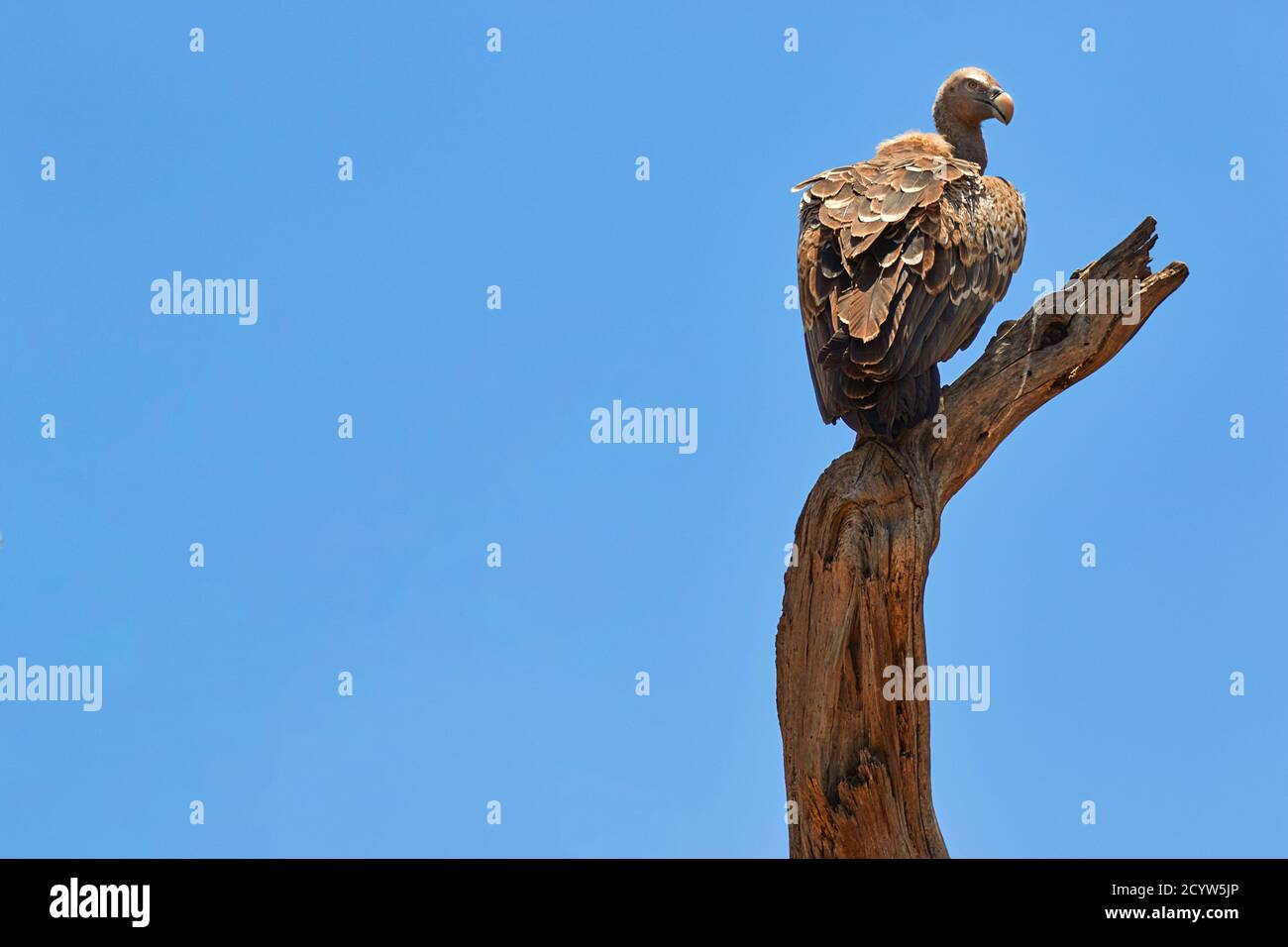 A condor stands on a tree branch inside the Serengeti National Park ...
