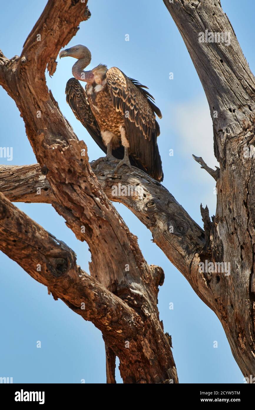 Birding experience hi-res stock photography and images - Alamy
