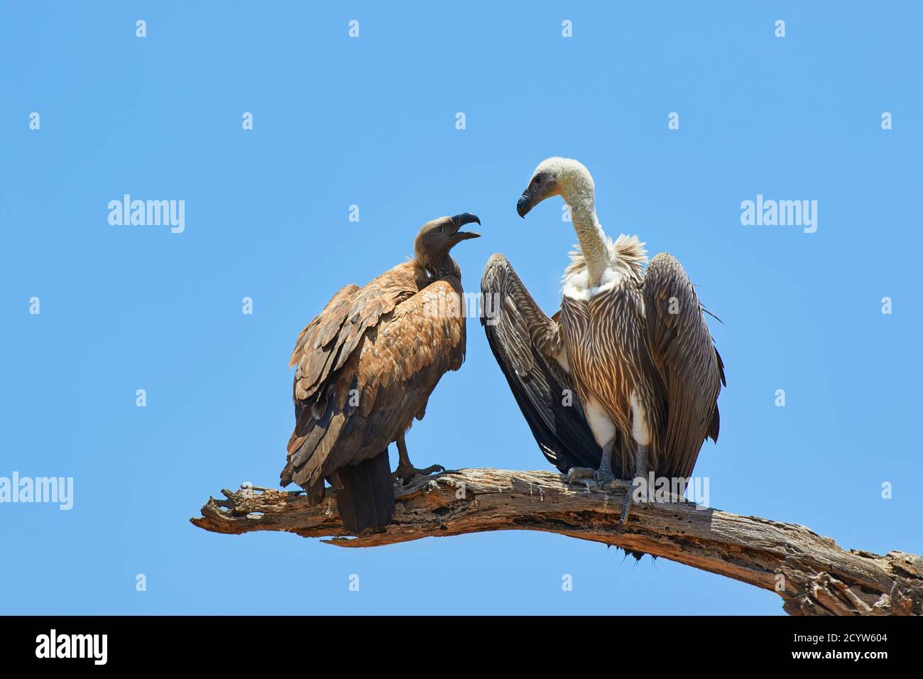 Male condors hi-res stock photography and images - Alamy