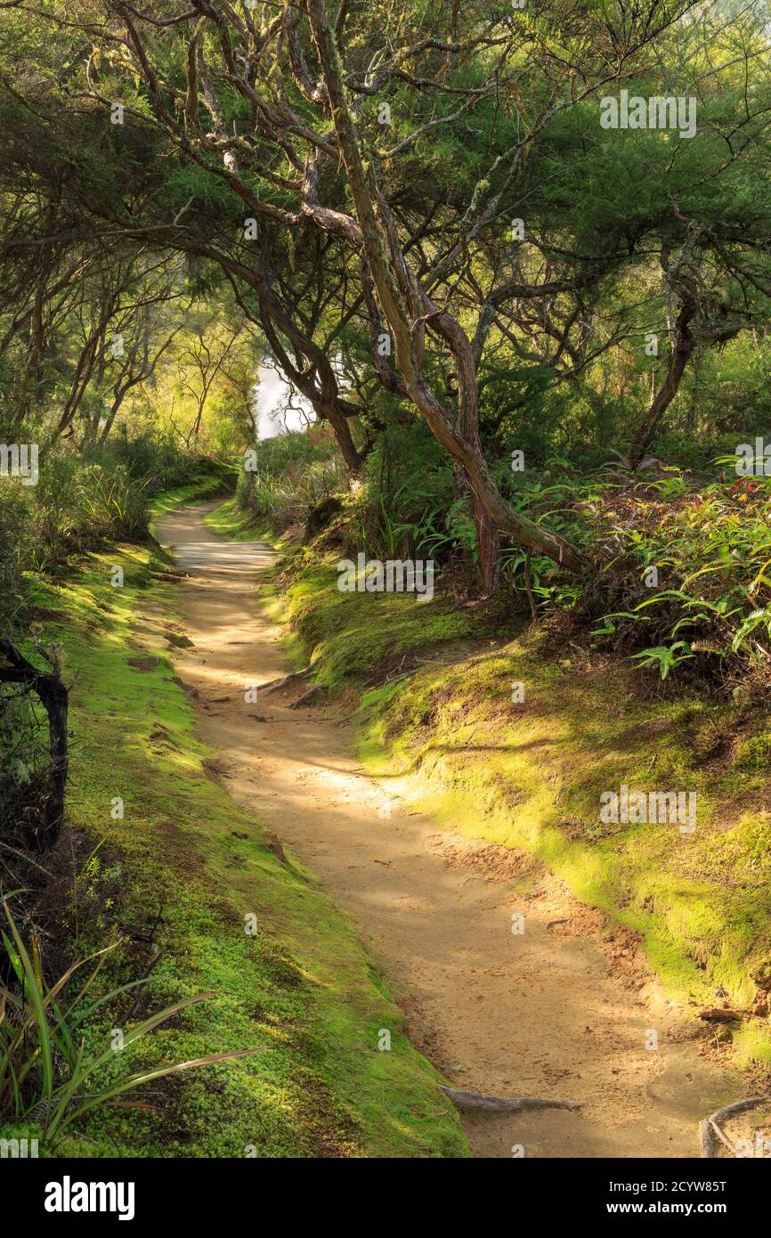 A sun-dappled pathway through the trees and moss of New Zealand native ...