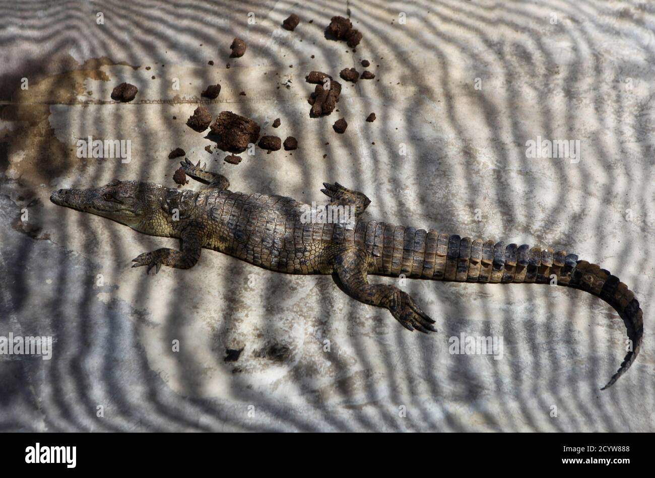 Crocodile Farm Zimbabwe High Resolution Stock Photography and Images ...