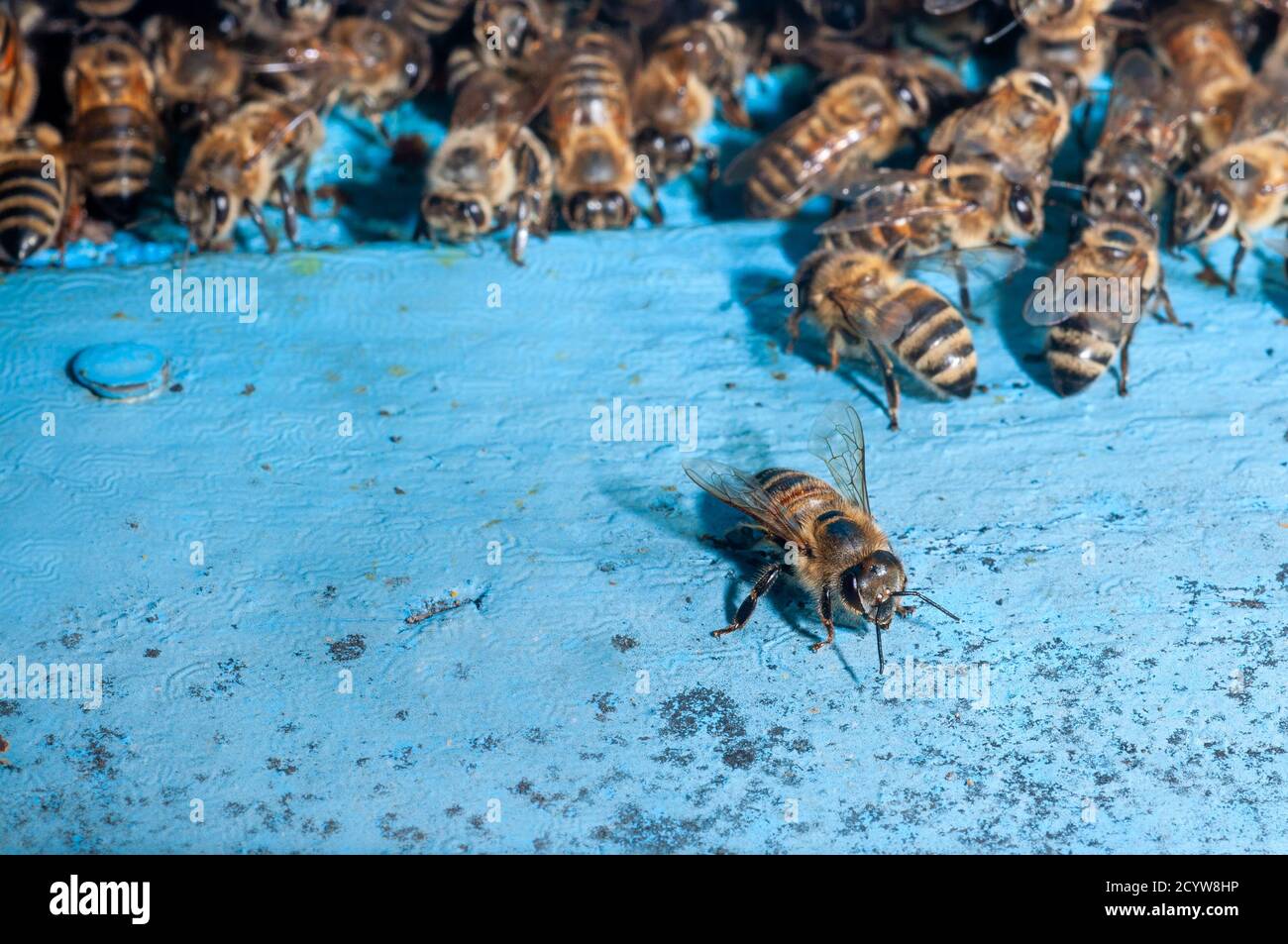 Honey bees at coming and going at the hive Stock Photo - Alamy