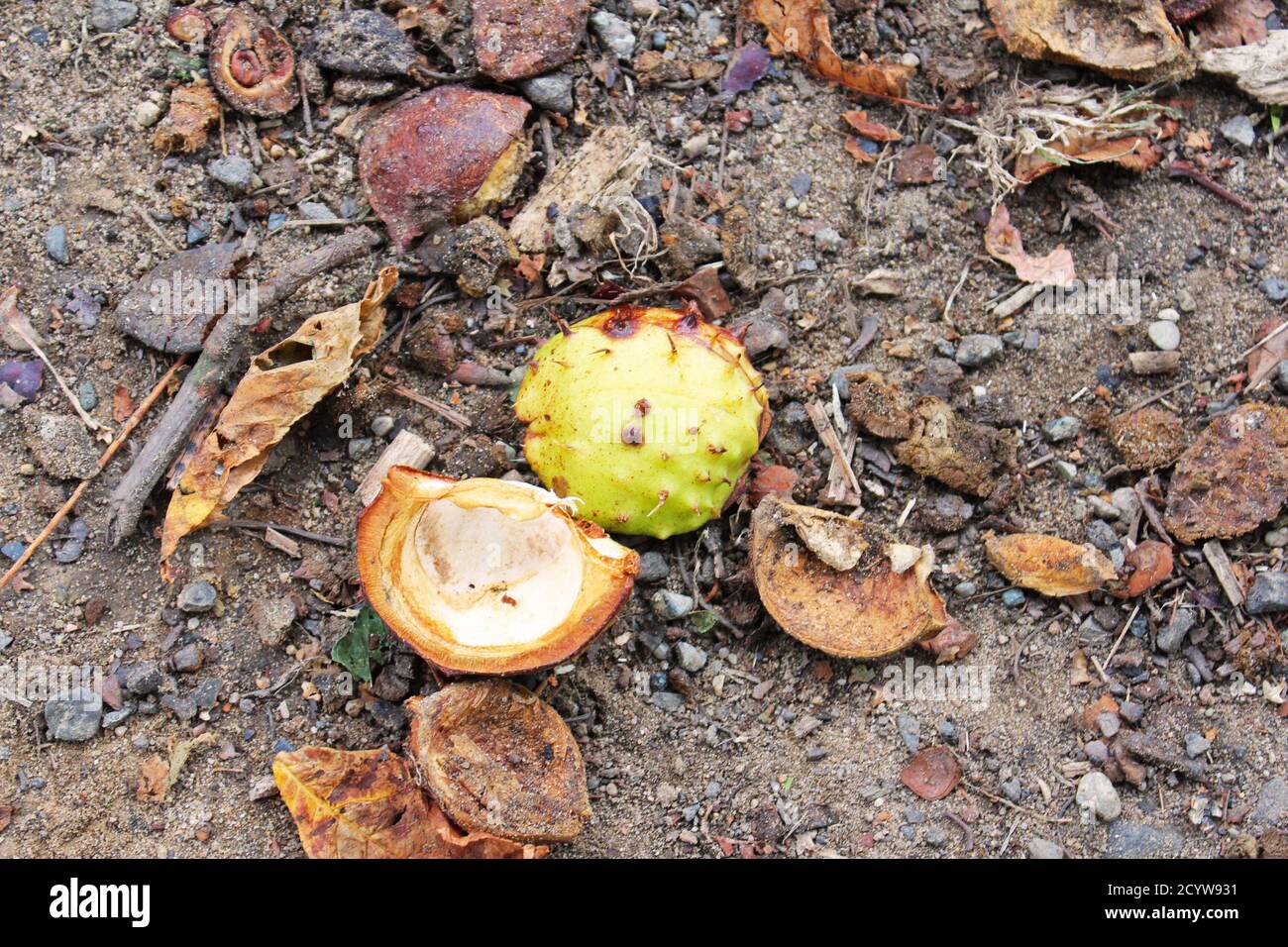 Empty conker case hi-res stock photography and images - Alamy