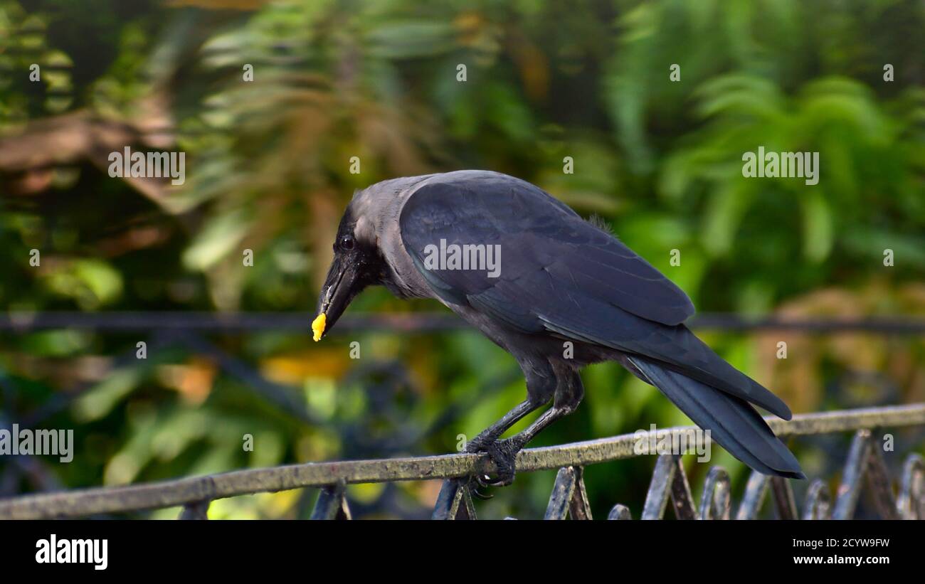 Indian house crows hi-res stock photography and images - Alamy
