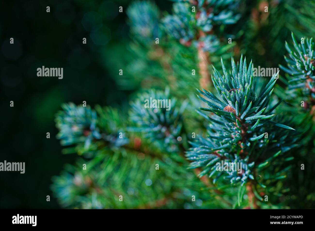 Christmas concept tree branches concept Stock Photo - Alamy