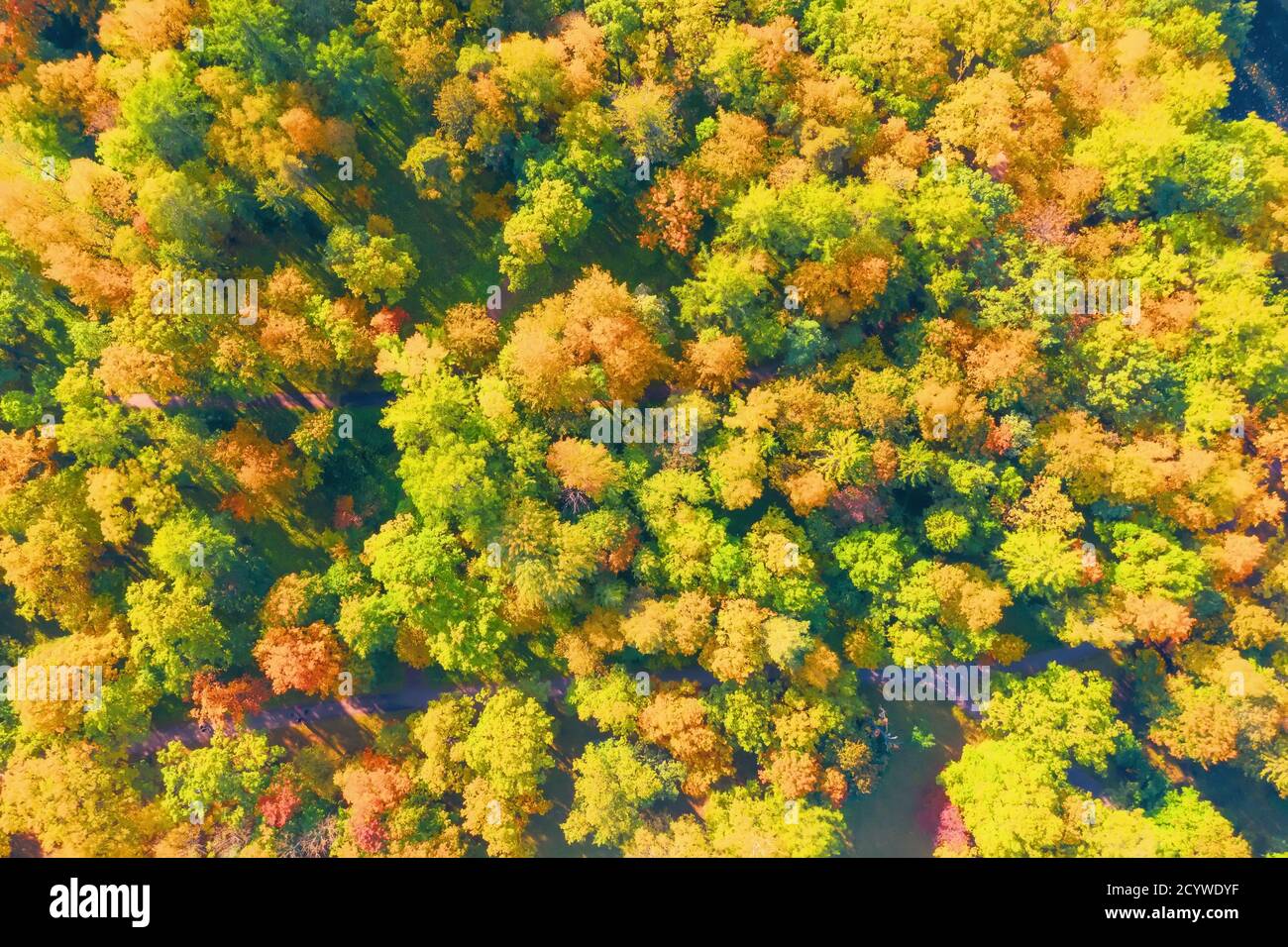 Aerial flight above dense tree hi-res stock photography and images - Alamy