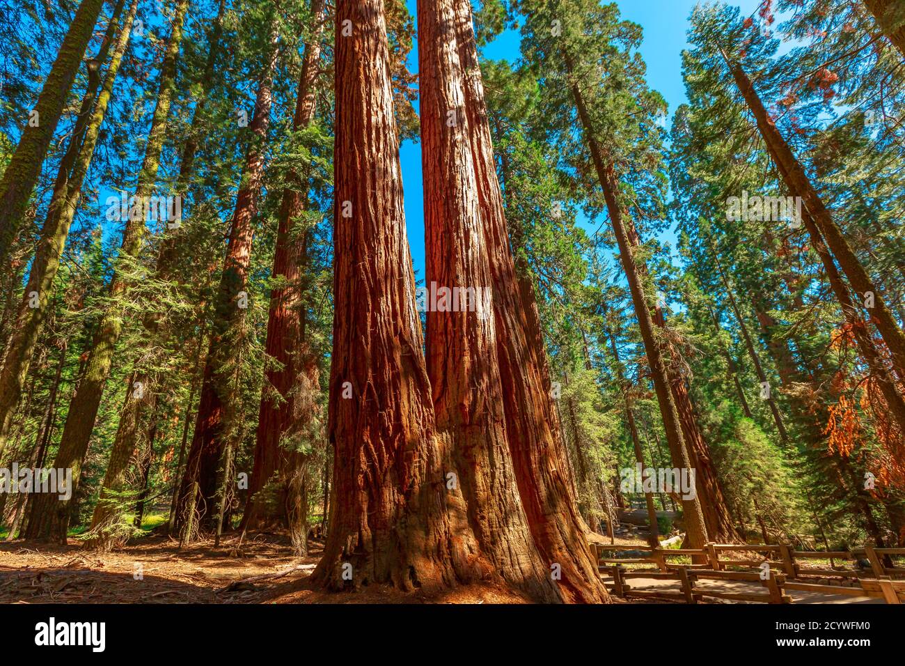 The Tough Twins sequoia trees in Sequoia National Park of California ...