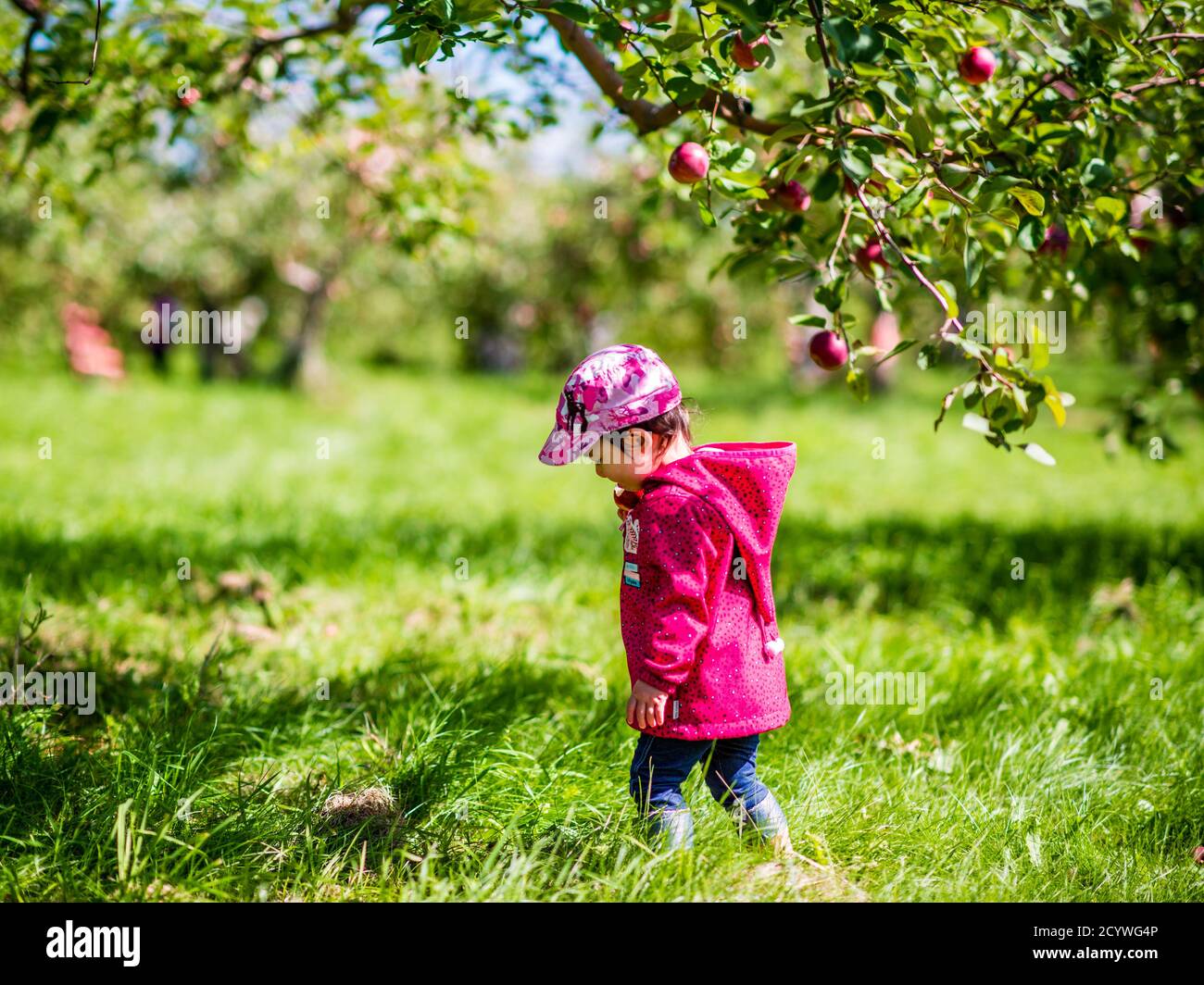 Children picking apple tree hi-res stock photography and images - Alamy