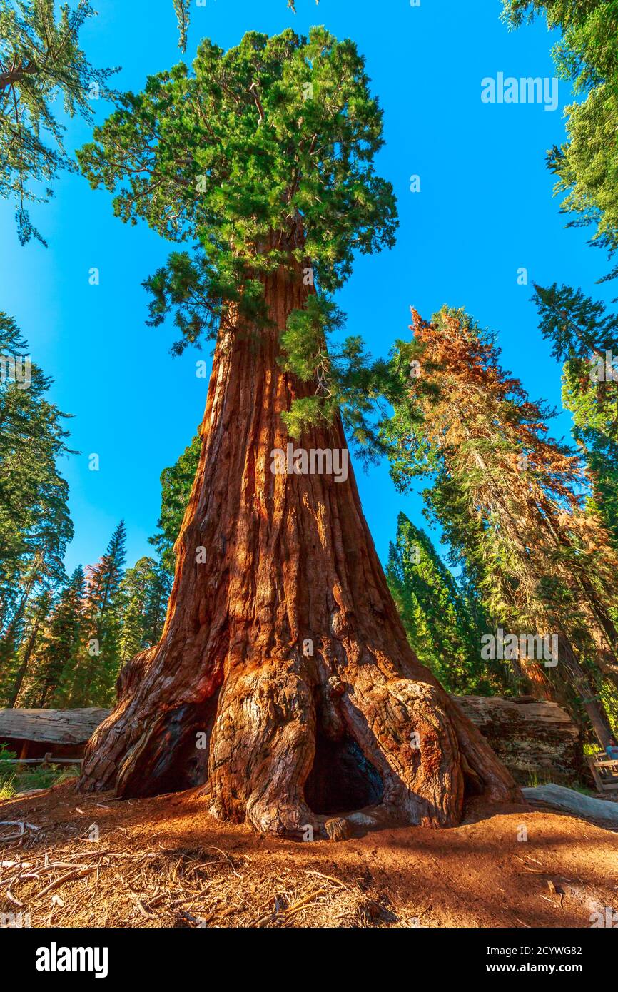 detail of sequoia tree in Sequoia National Park tree in the Sierra ...