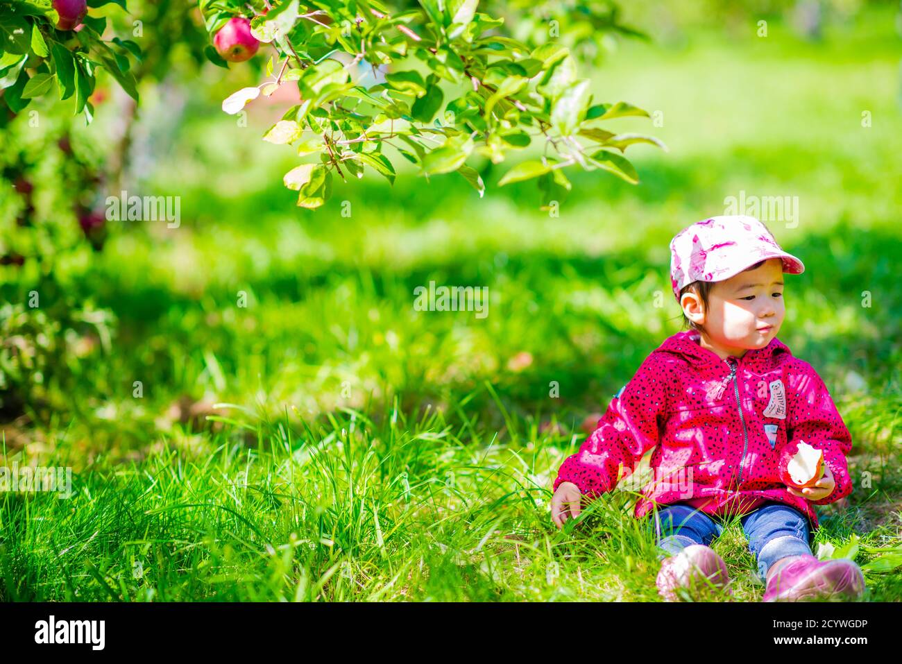 Children Picking Apple Tree High Resolution Stock Photography and ...