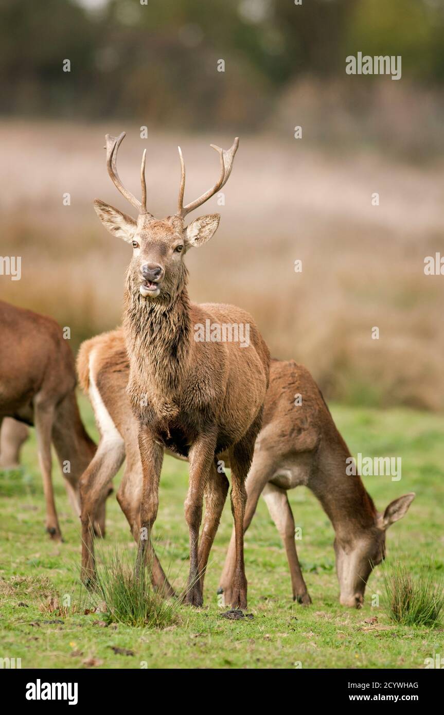 Hart And Hinds In High Resolution Stock Photography and Images - Alamy