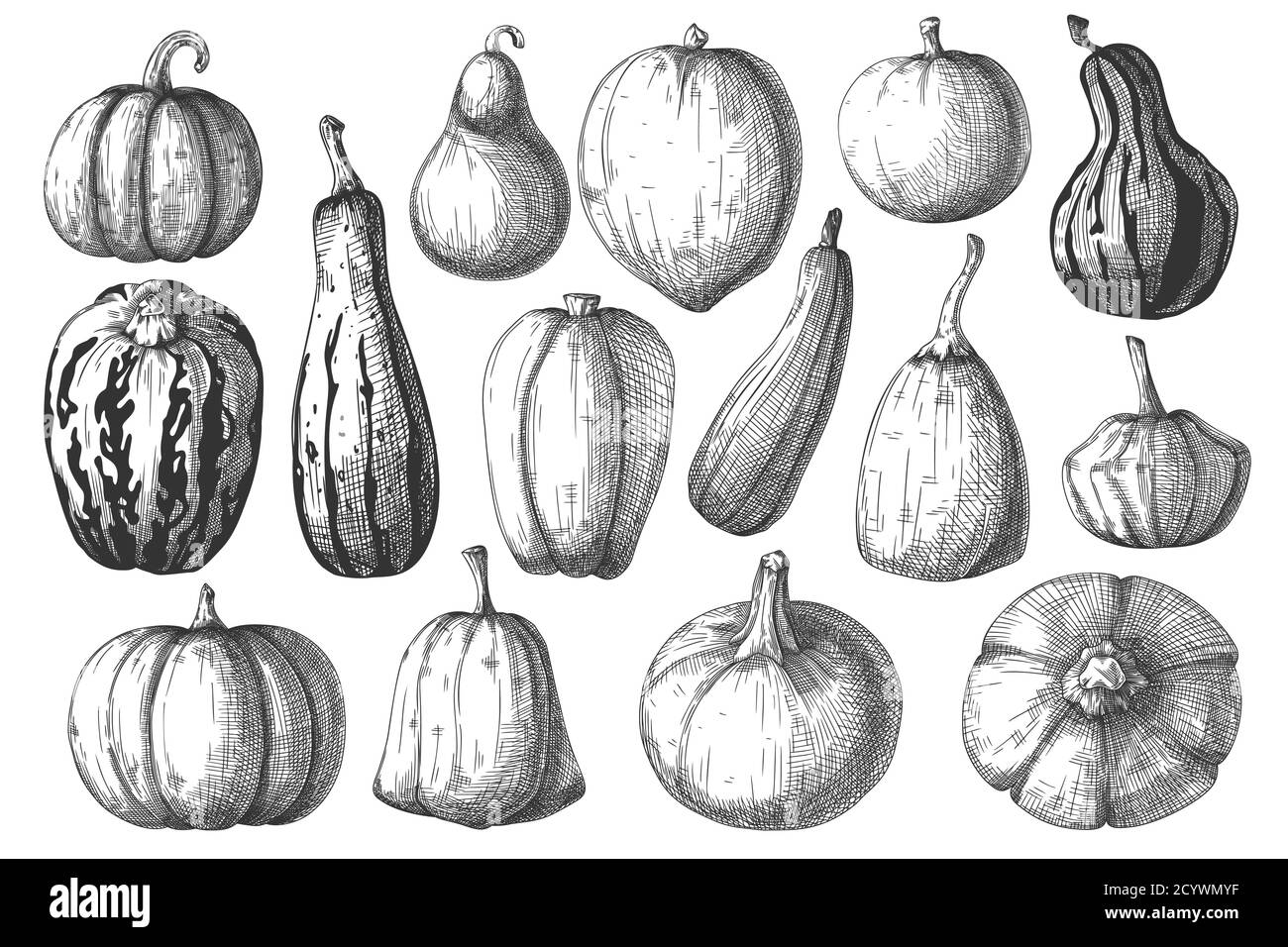 Hand drawn pumpkin set isolated on white background. Vector ...