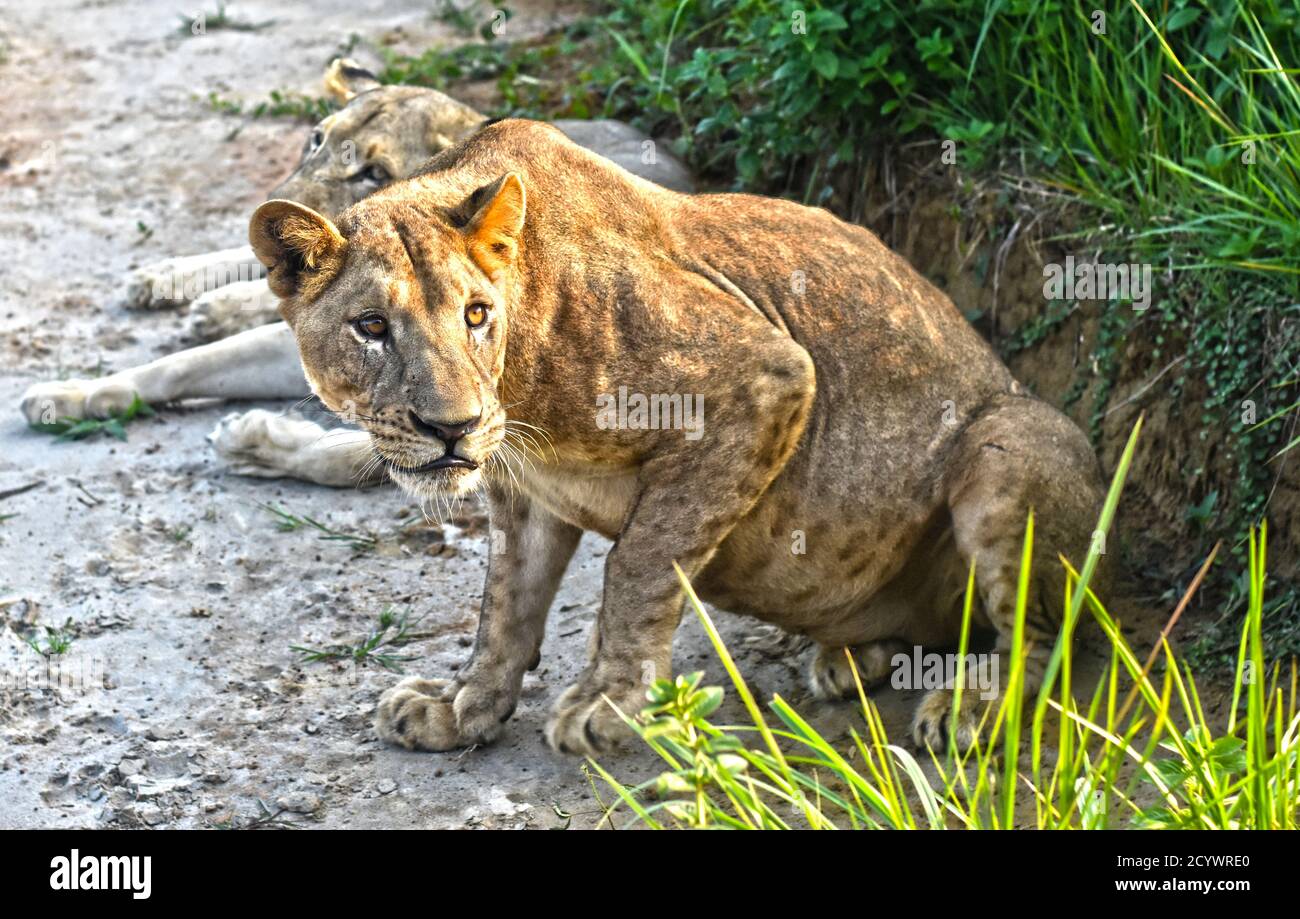 Lion Work High Resolution Stock Photography and Images - Alamy