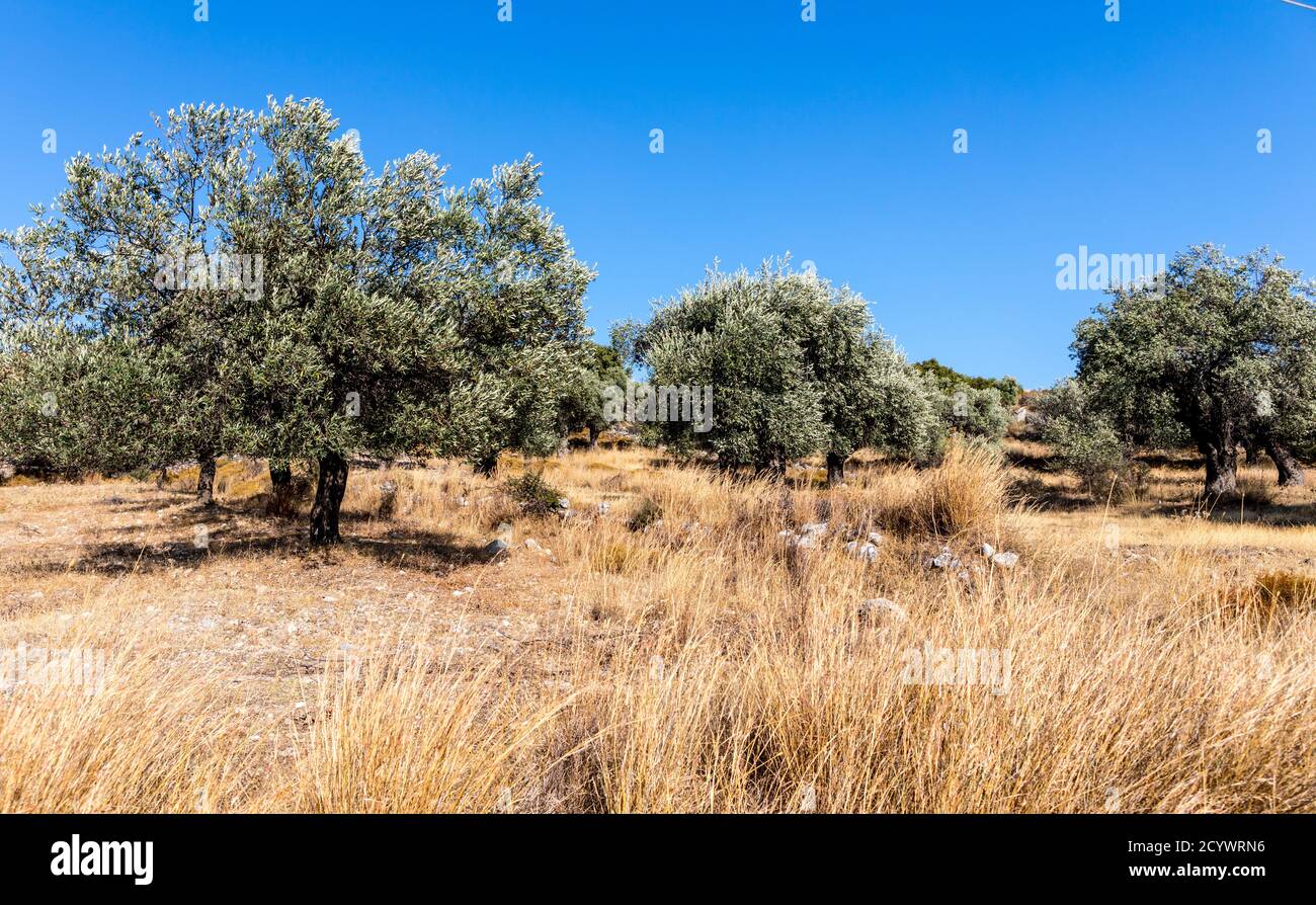 Ancient olive tree greece hi-res stock photography and images - Alamy