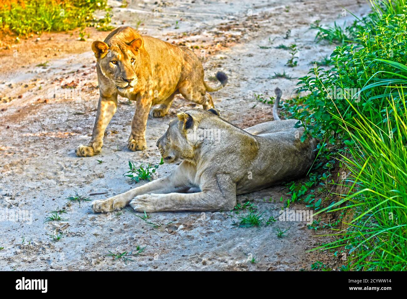 Lion mark hi-res stock photography and images - Alamy