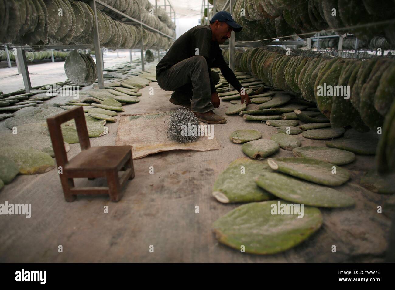 Cochineal bugs hi-res stock photography and images - Alamy