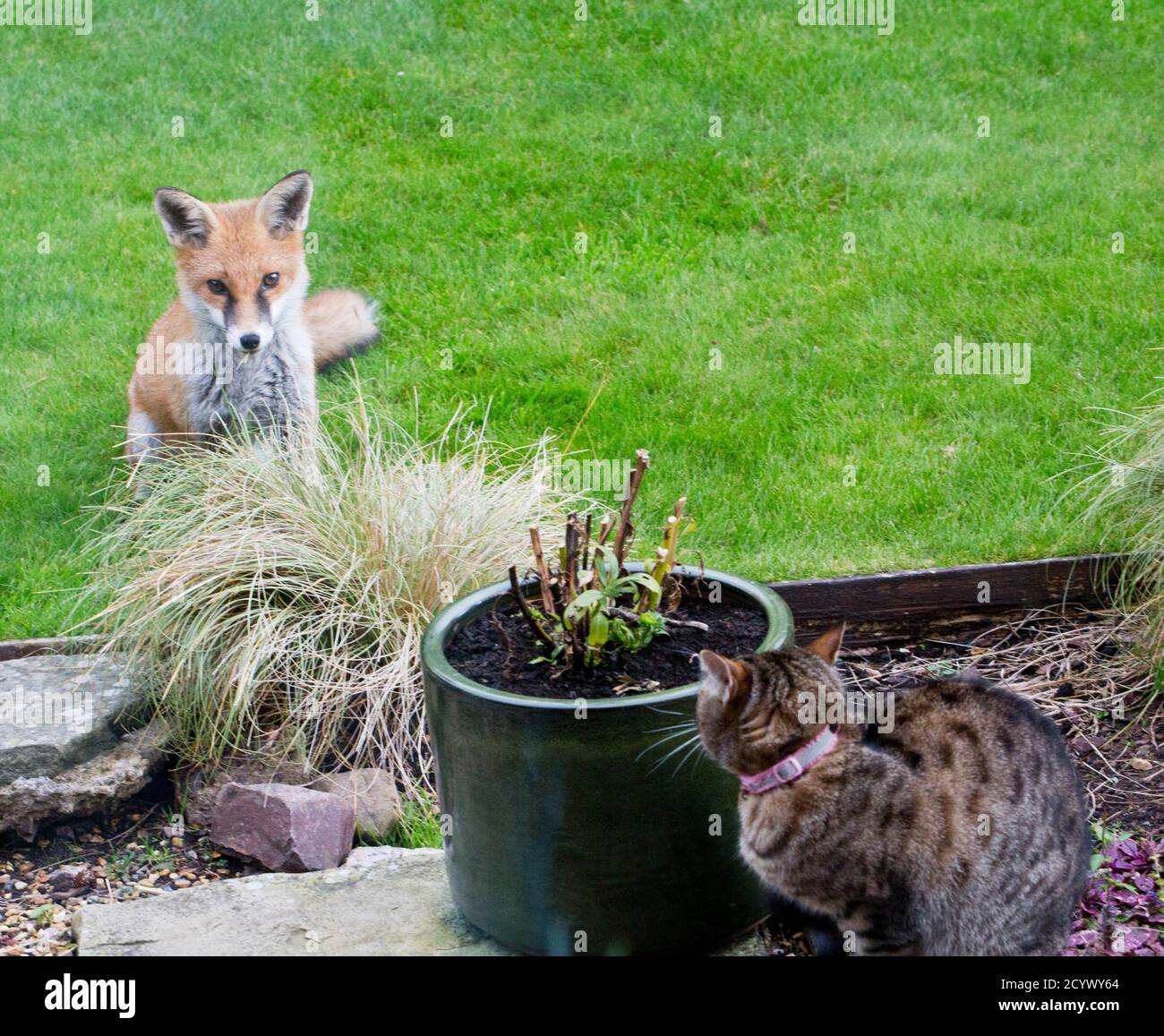The fox and the cat Stock Photo - Alamy