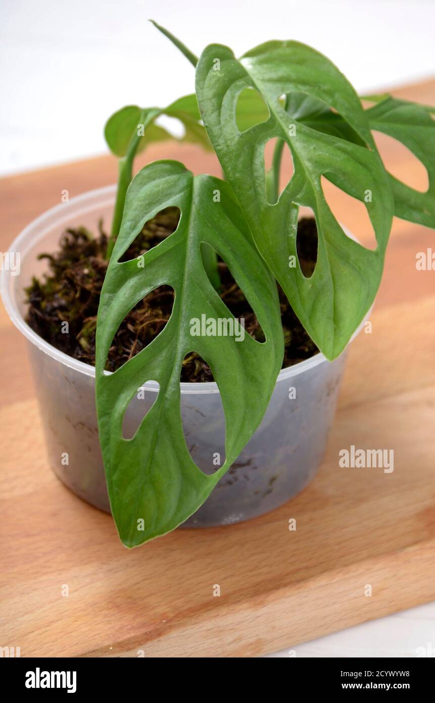 Monstera deliciosa variegata hi-res stock photography and images - Alamy