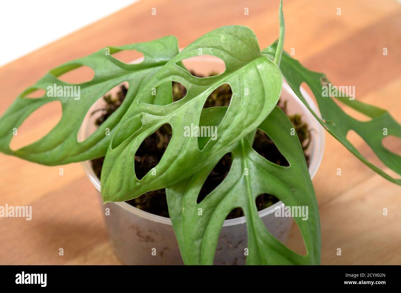 Monstera deliciosa variegata hi-res stock photography and images - Alamy