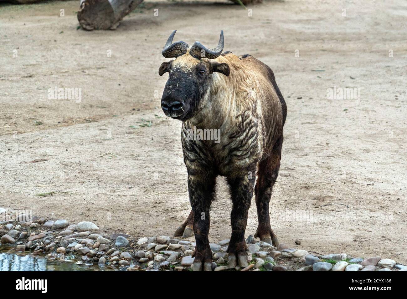 mishmi takin mountain goat portrait Stock Photo - Alamy
