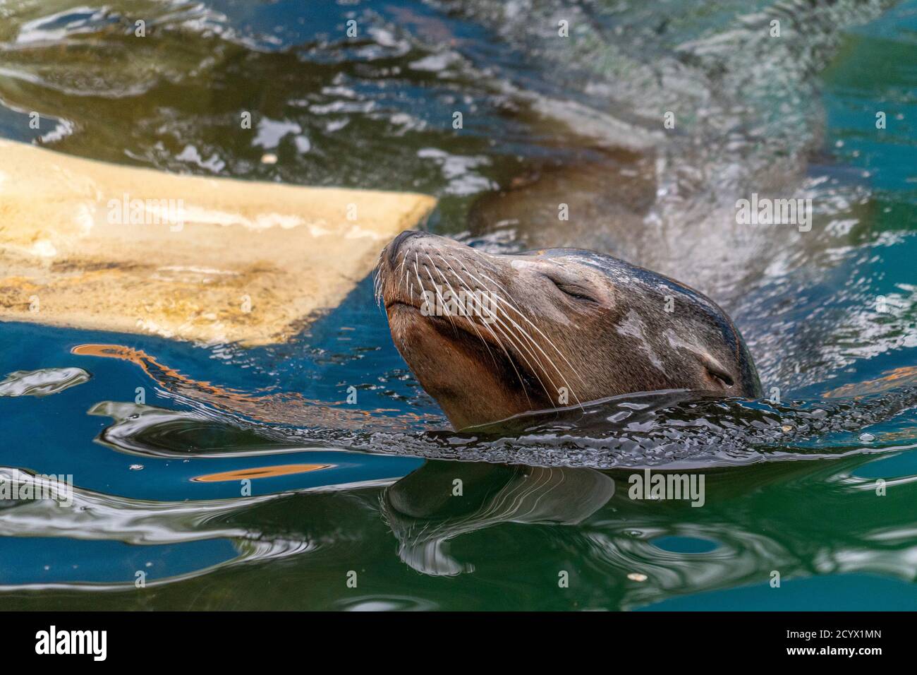 Sea lion plastic pollution hi-res stock photography and images - Alamy