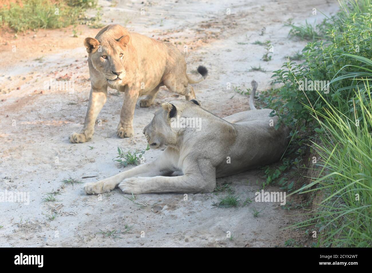 Think big cat lion hi-res stock photography and images - Alamy