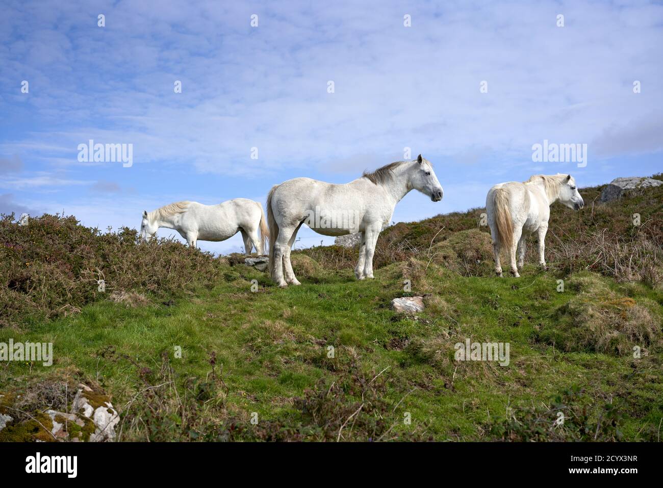 Connemara ponies in a field in Connemara, County Galway, Ireland Stock ...