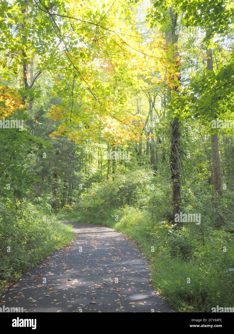 The sun is shining through the trail in the park Stock Photo - Alamy
