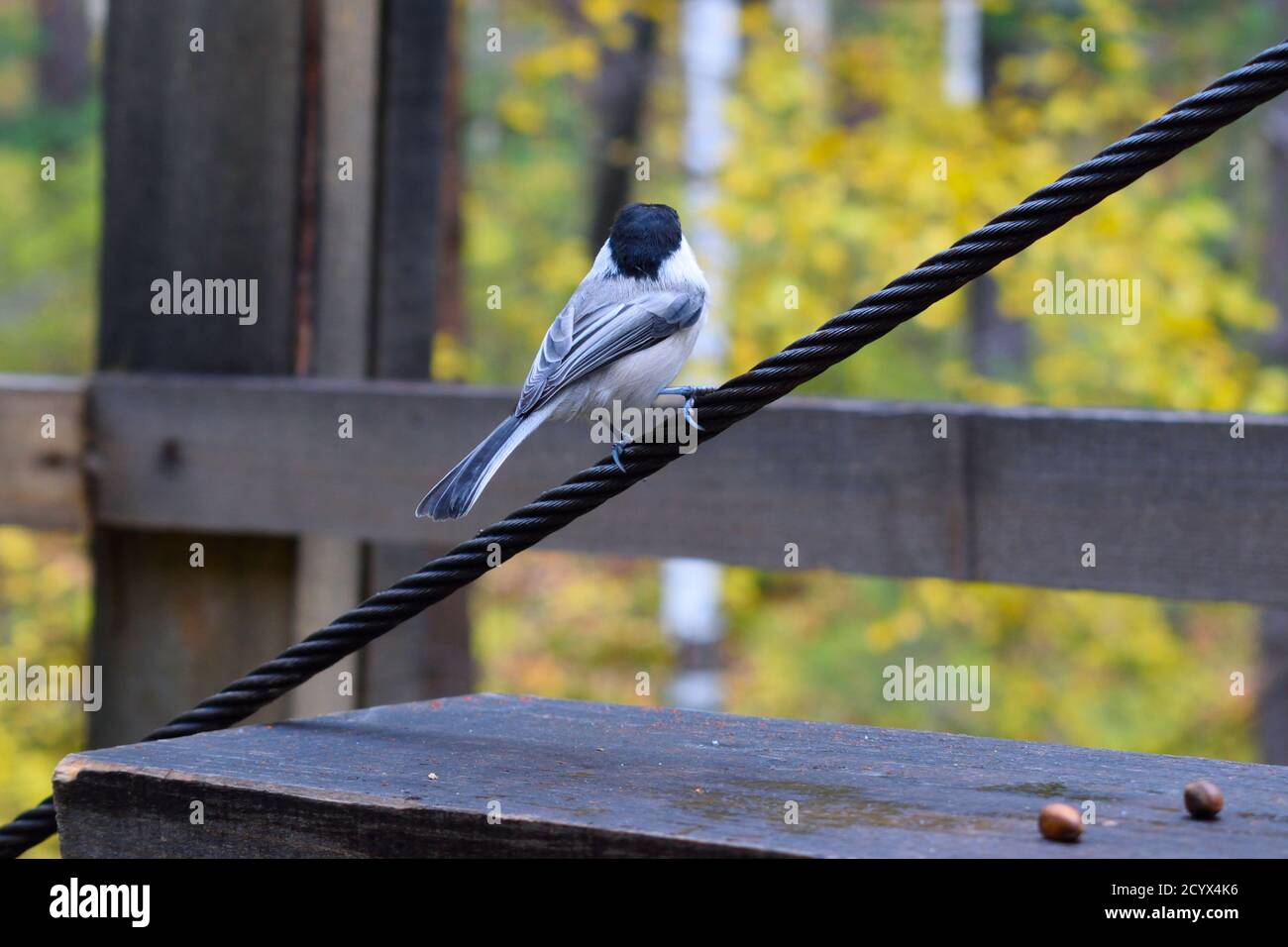 Marsh Tit Sitting on Wire Rope in Arshan, Russia Stock Photo - Alamy