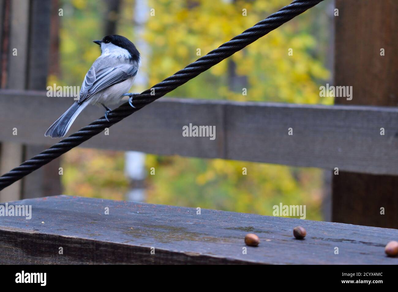 Marsh Tit Sitting on Wire Rope in Arshan, Russia Stock Photo - Alamy